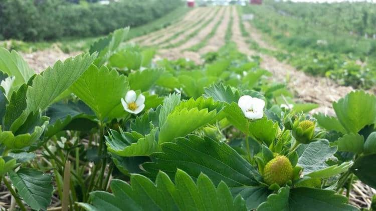 Farm to Fork Dinner at Soergel Orchards