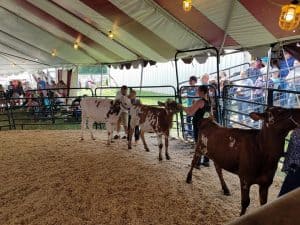 The Ultimate Guide to Western Pennsylvania Fairs