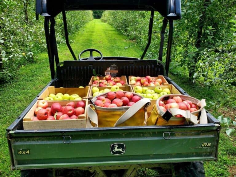 All The Best Places to Go Apple Picking Near Pittsburgh